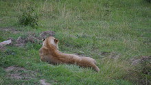 Lioness In Africa Free Stock Photo - Public Domain Pictures