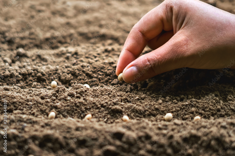 hand planting soy seed in the vegetable garden. agriculture concept ...
