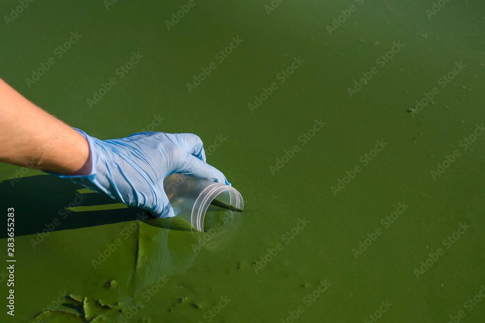closeup of hand in medical glove taking sample of green algae in ...