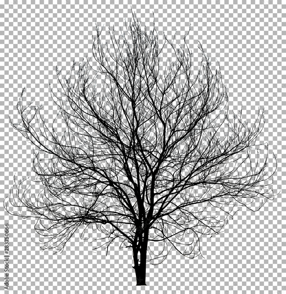 Silhouette dead tree without leaves isolated on transparent background ...
