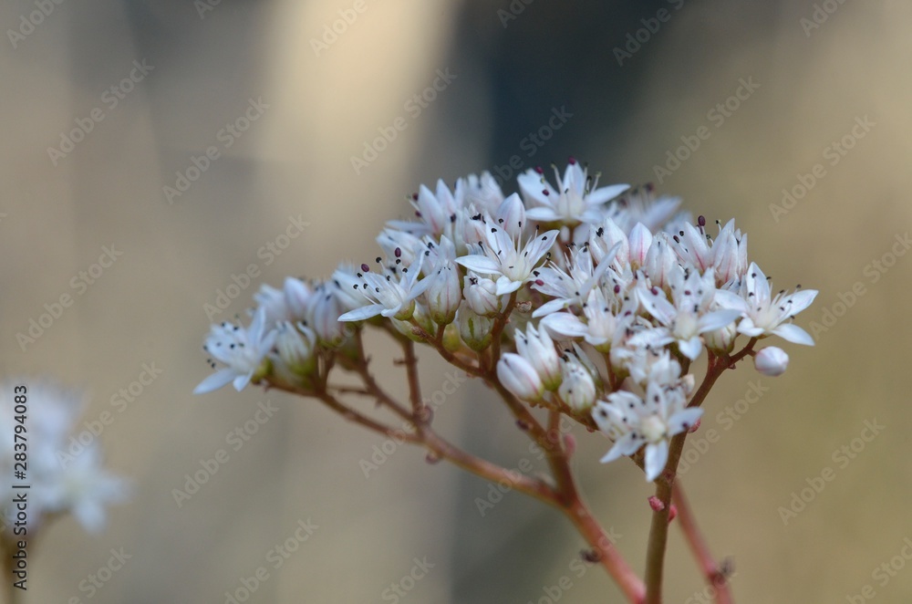 Photo Stock Sedum album the white stonecrop, is a flowering plant of ...