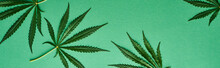 Cannabis Plant Leaf Free Stock Photo - Public Domain Pictures