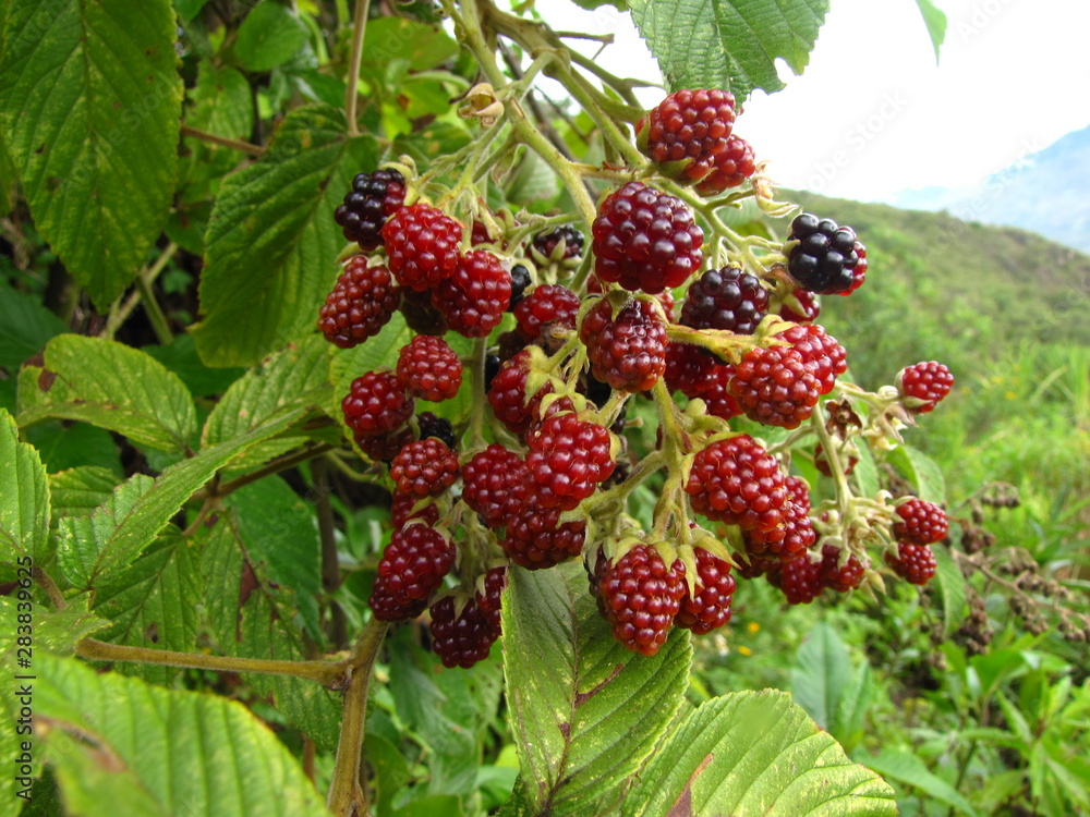 Moras silvestres de la selva peruana Stock Photo | Adobe Stock