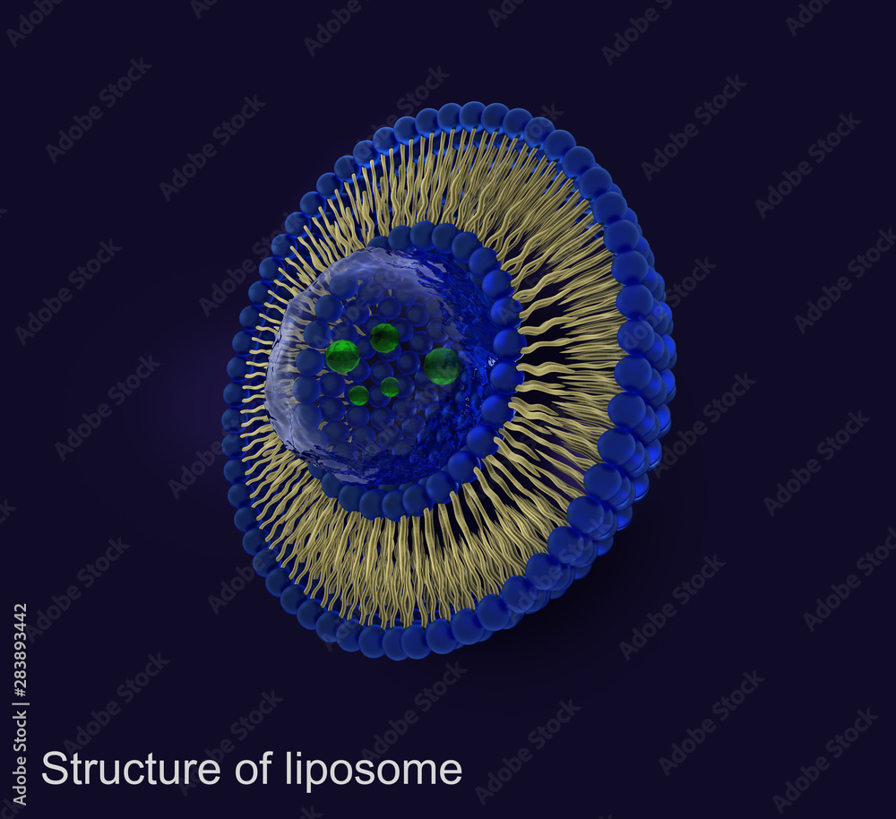 Structure of liposome, Stock Illustration | Adobe Stock