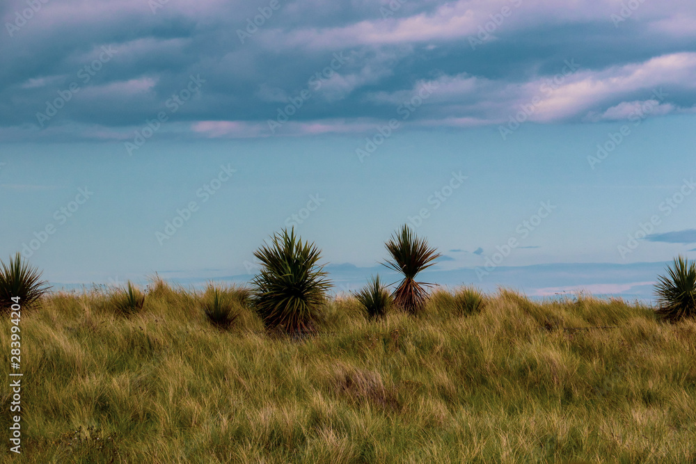 Course grey-green Marram grass Ammophila arenaria with stunted palm ...