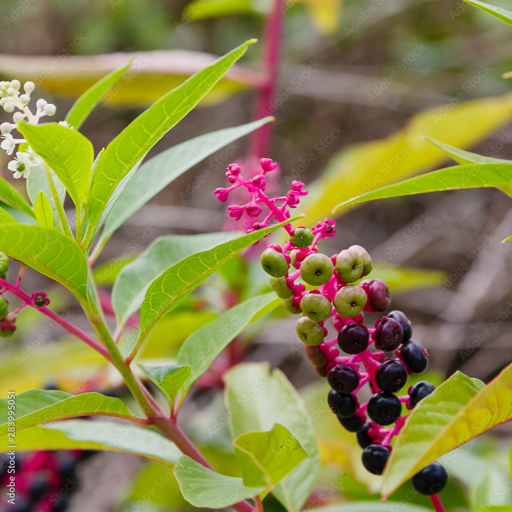 Wild plant Phytolacca americana/ Common pokeweed or Phytolacca ...