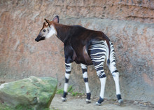 Zebra Legs Okapi Animal Free Stock Photo - Public Domain Pictures