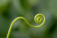 Squash Tendril Spirals Free Stock Photo - Public Domain Pictures