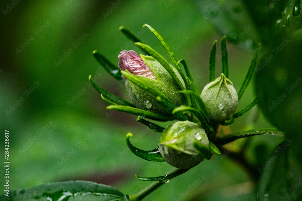 Colourful Green and Pink Rose of Sharon Buds Isolated Depth of Field ...
