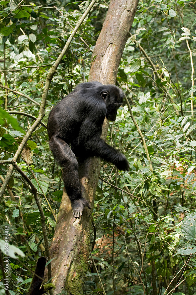 Stock-Foto „Africa, Uganda, Kibale National Park, Ngogo Chimpanzee ...
