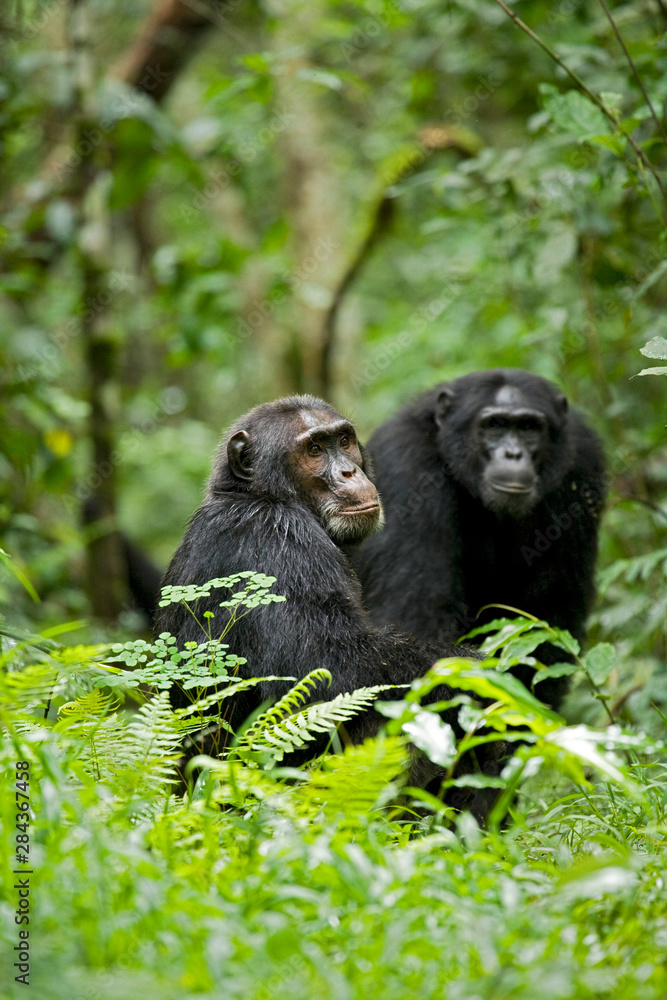 Foto de Stock Africa, Uganda, Kibale National Park, Ngogo Chimpanzee ...