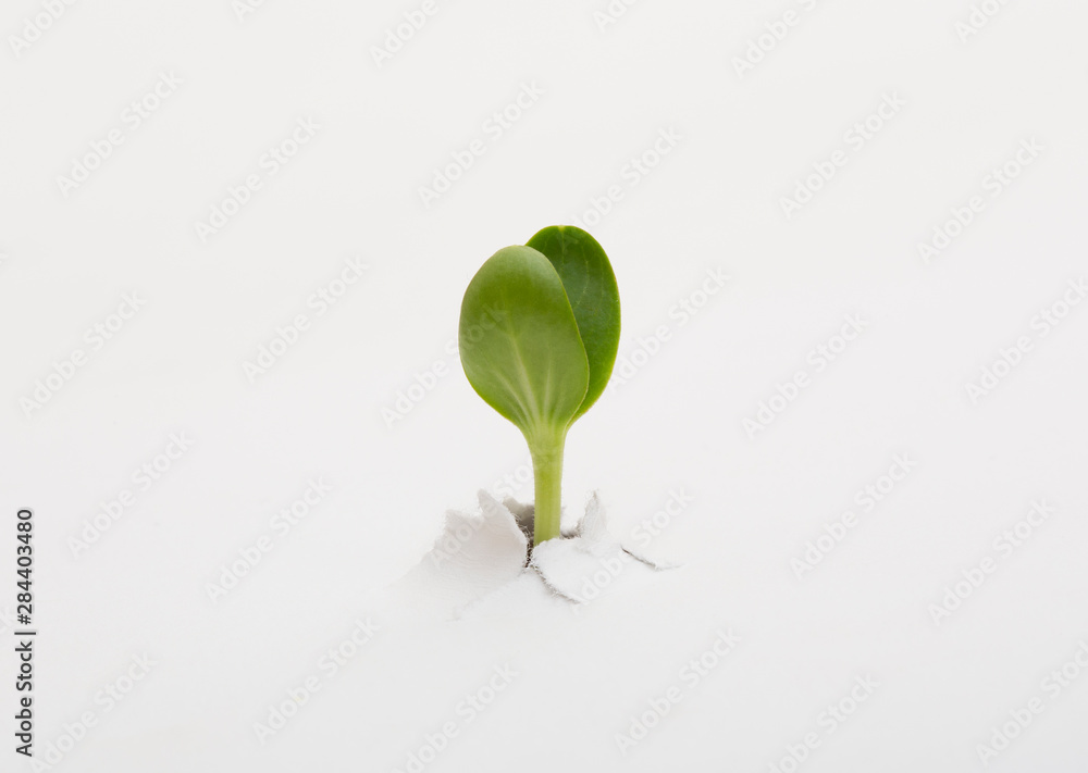 plant is tearing up white paper Stock Photo | Adobe Stock