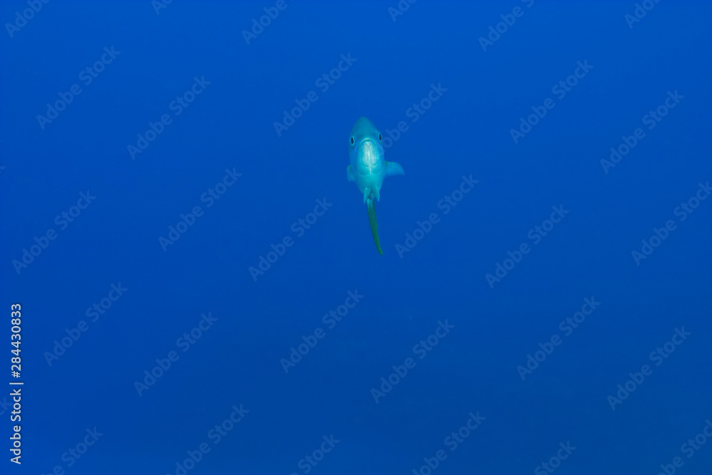 Foto de Stock Yellowtail Snapper (Ocgurus chrysurus) Hol Chan Marine ...