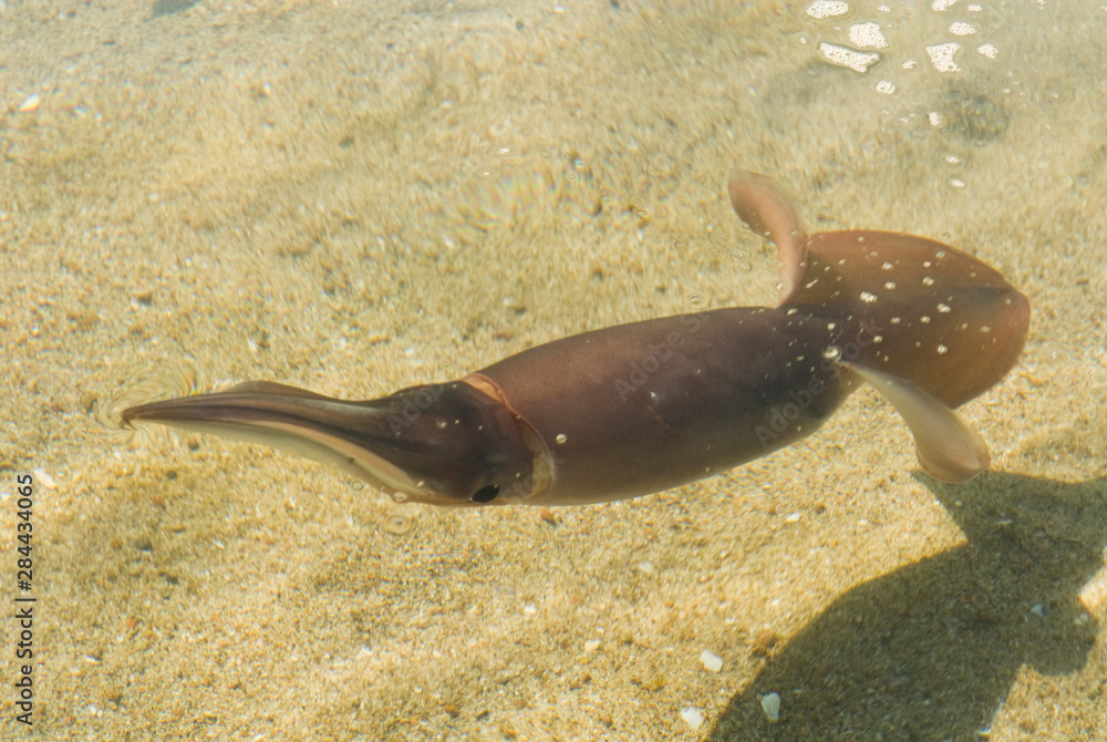 Mexico, Baja California, Midriff Islands, Bahia de los Animas. Eco ...