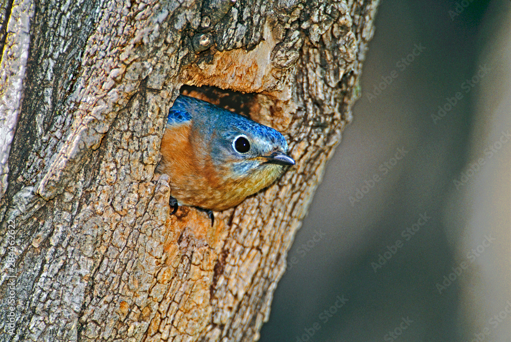 USA, Texas, Lipscomb. Female Eastern bluebird emerging from tree cavity ...