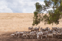Sheep In Paddock Free Stock Photo - Public Domain Pictures