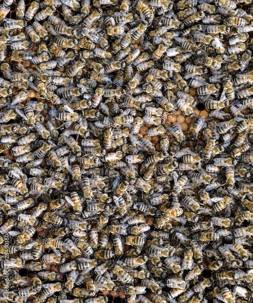 A dense cluster of swarms of bees in the nest. Working bees, drones and ...