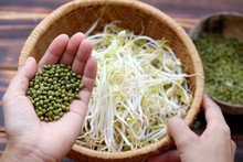 Bean Sprouts Free Stock Photo - Public Domain Pictures