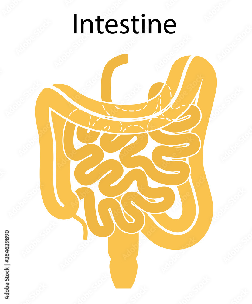 Human internal organs: large intestine and appendix, small intestine ...