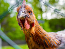 Angry Chicken Free Stock Photo - Public Domain Pictures