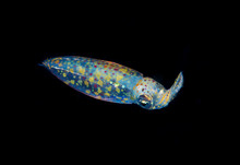 Small Squid Free Stock Photo - Public Domain Pictures