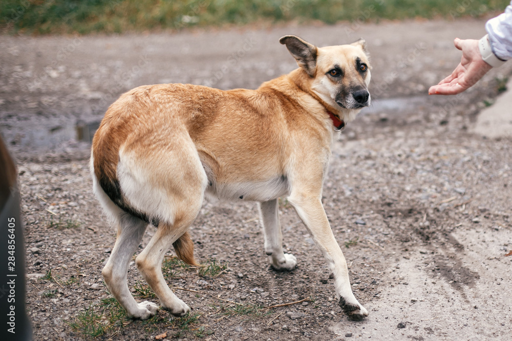 Photo Stock Cute homeless scared dog with sweet looking eyes walking in ...