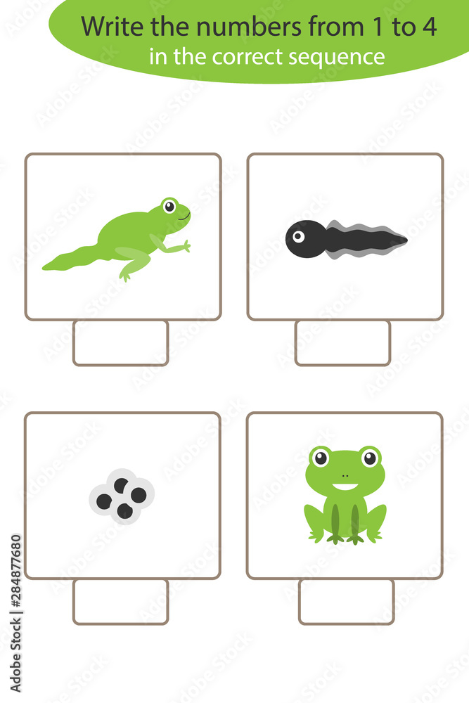 Visual game with frog life cycle for kids, educational task for the ...