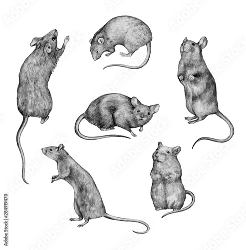 Collection of graphic pencil drawings. Sketches of rodents isolated on ...