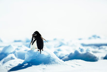 Winter Penguin Free Stock Photo - Public Domain Pictures