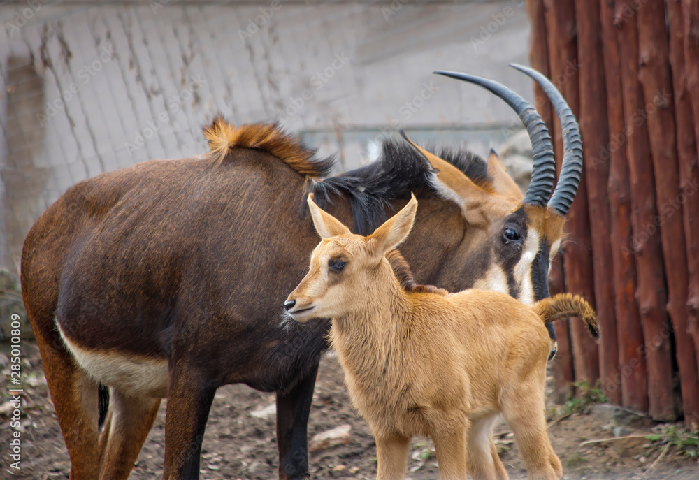 Sable antelope with calf. Large, slender, exquisite black and white ...