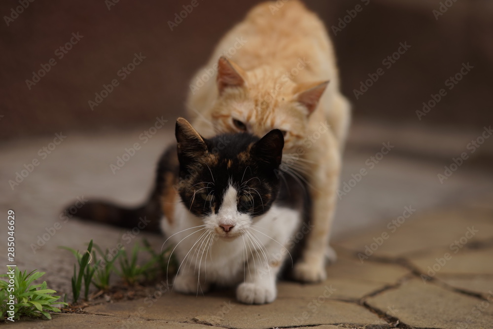 Domestic cats in the act of mating. Cat make love, having sex の Stock ...