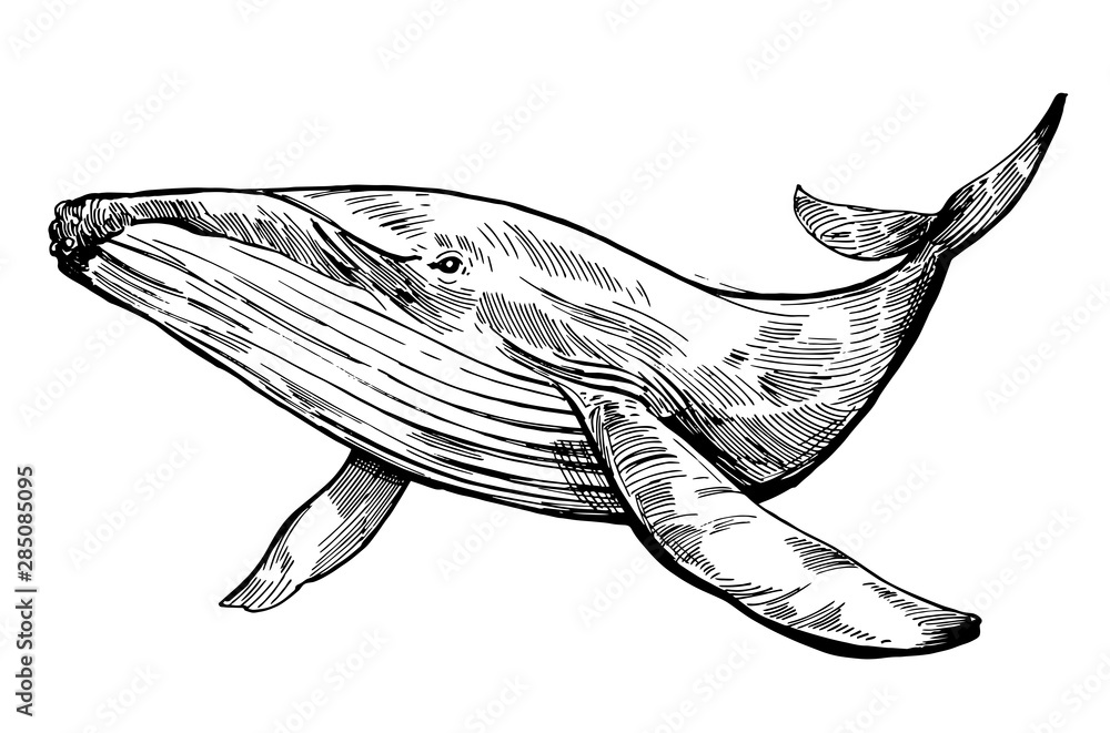 Sketch of whale. Hand drawn outline converted to vector. Transparent ...