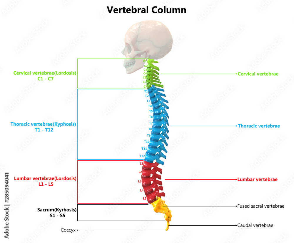 Human Skeleton System Vertebral Column Anatomy Stock Illustration ...