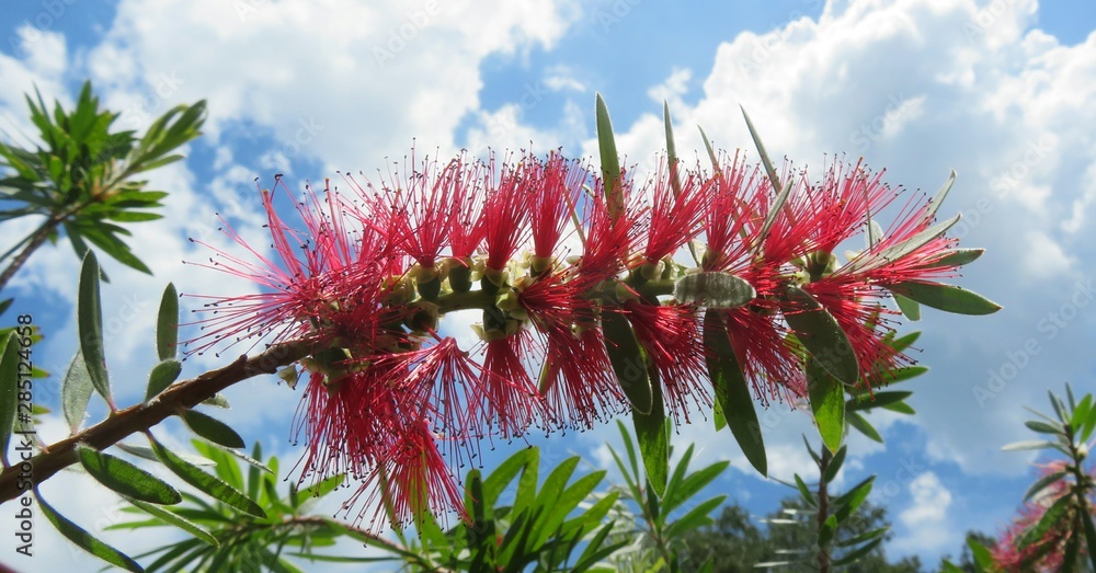 Callistemon flower on blue sky and clouds background in Florida nature ...