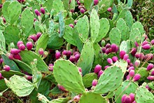 Flowering Nopal Cactus Free Stock Photo - Public Domain Pictures