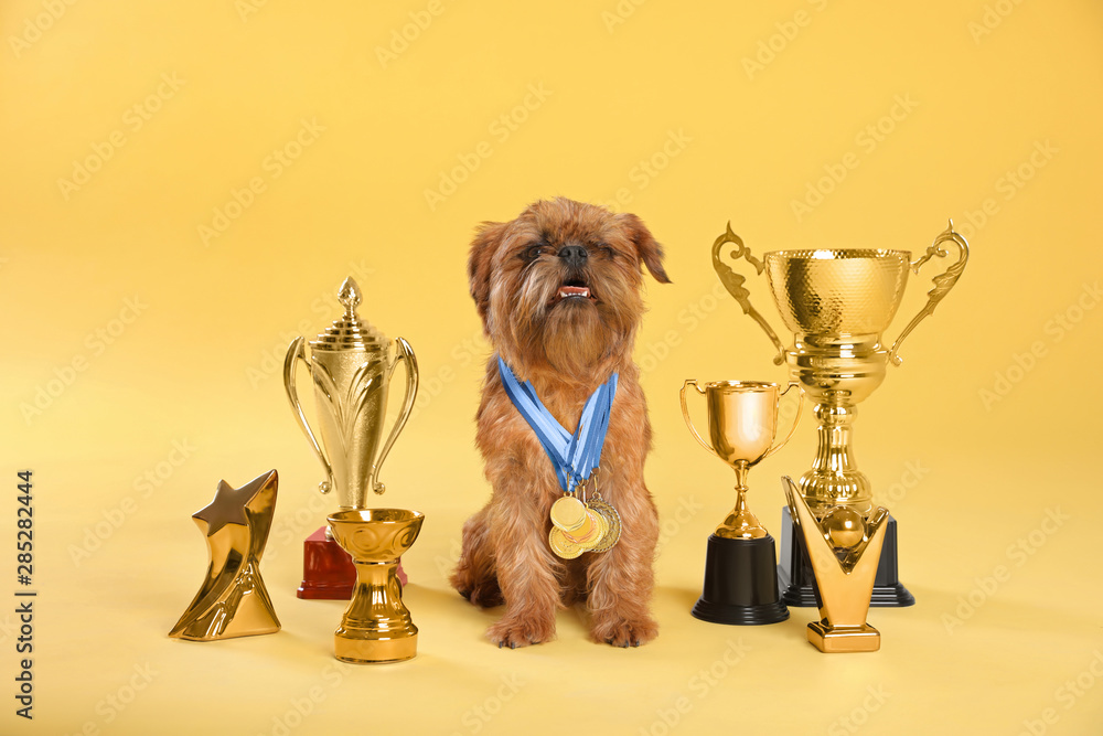 Cute Brussels Griffon dog with champion trophies and medals on yellow ...