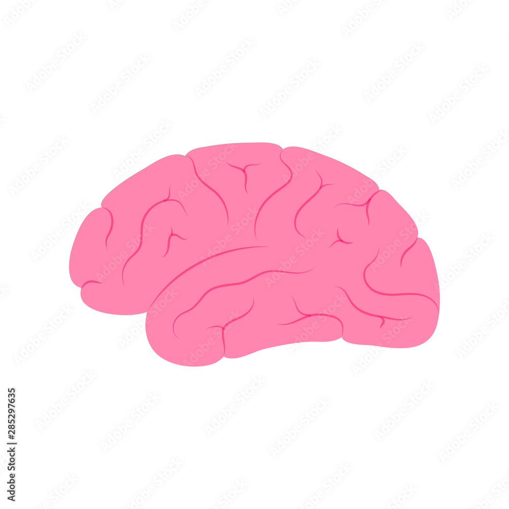 Vector illustration of human brain anatomy Stock Vector | Adobe Stock