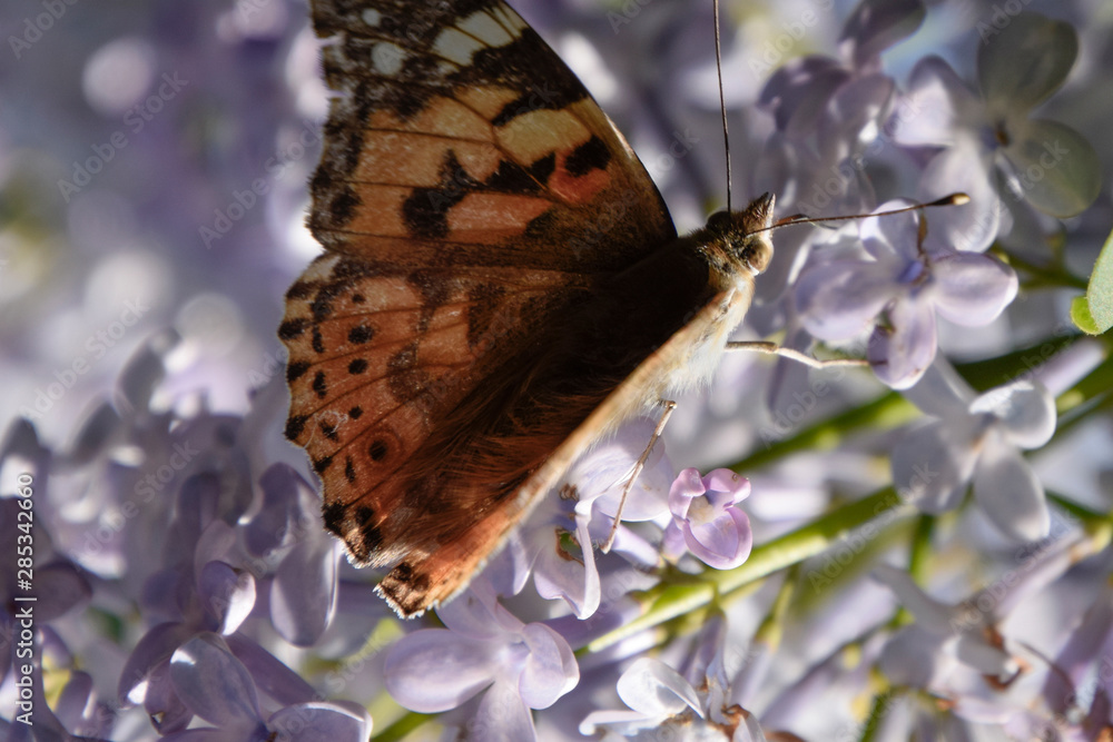 Butterfly rash on lilac colors. Butterfly urticaria. Stock Photo ...