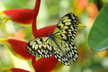 Butterfly From Bohol, Philippines Free Stock Photo - Public Domain Pictures