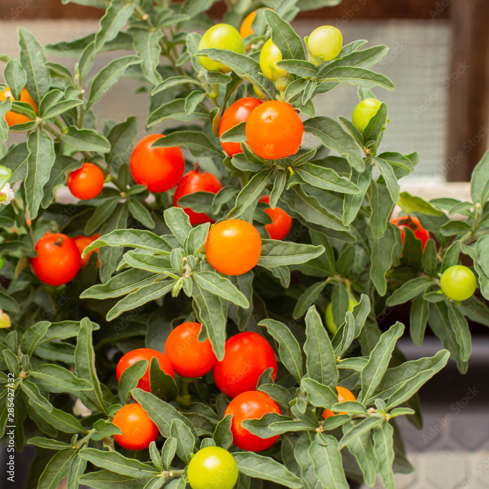 Solanum pseudocapsicum Jerusalem Cherry, close-up square, nightshade ...