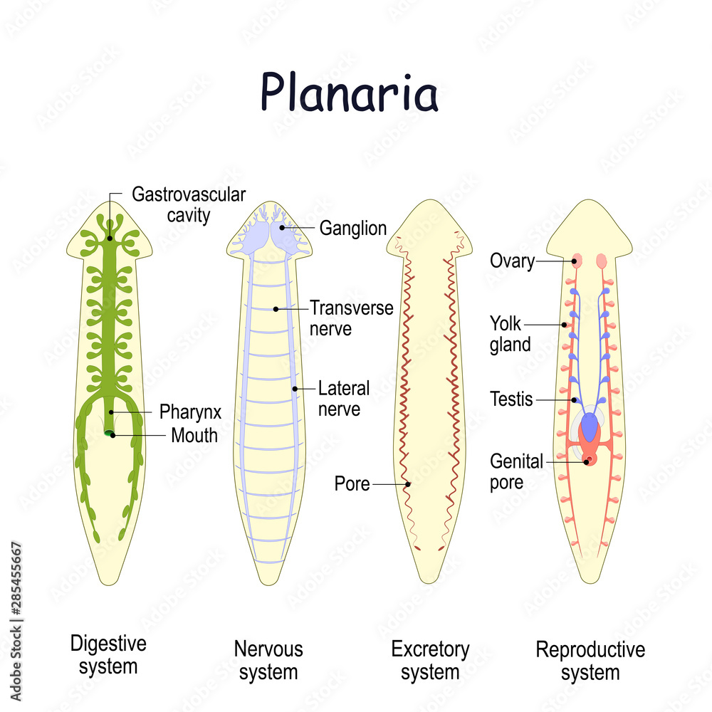 planarian Anatomy. Reproductive, Digestive, Excretory, and Nervous ...