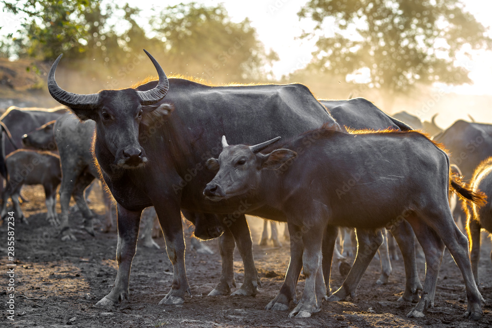 Blurred wallpaper (buffalo flocks) that live together, many of which ...