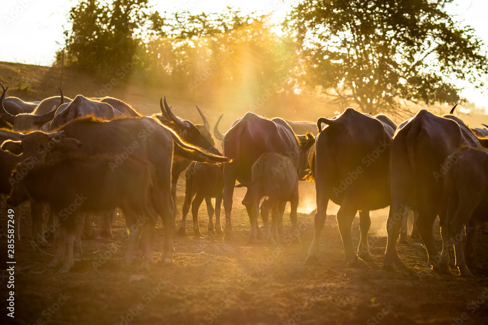 Blurred wallpaper (buffalo flocks) that live together, many of which ...