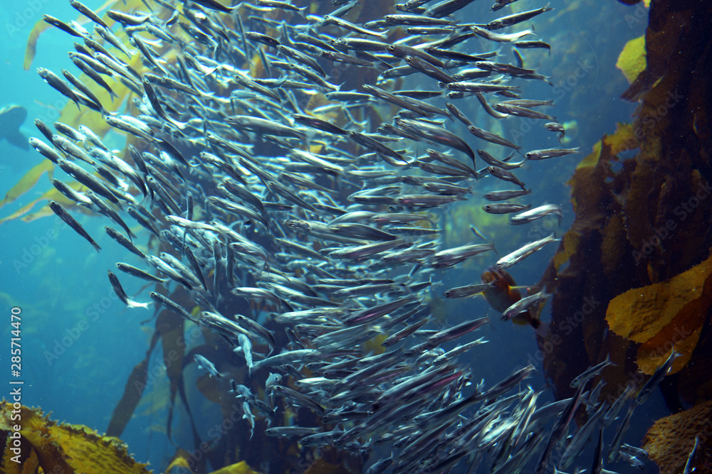 Fotografie Sardine and pilchard are common names used to refer to ...