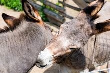 Donkeys In Love Free Stock Photo - Public Domain Pictures