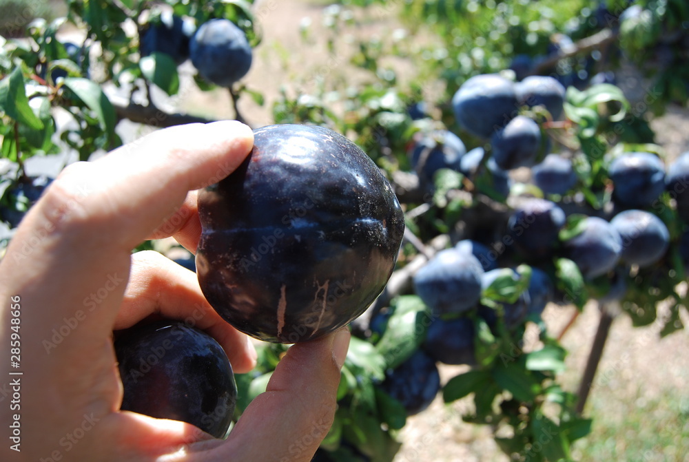 Black Plums, Fruit Picker's Hand Stock Photo | Adobe Stock