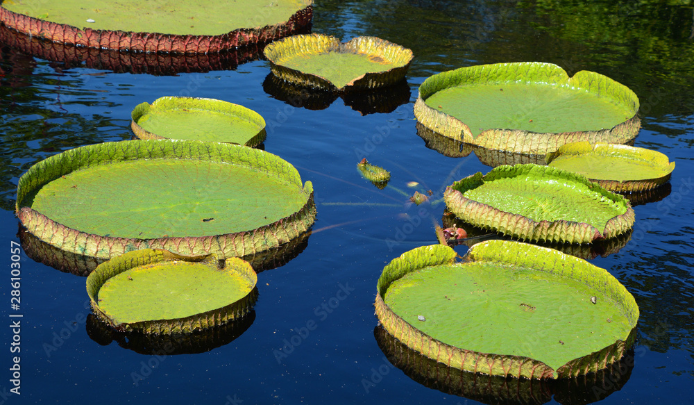 Stock-Foto „Victoria amazonica is a species of flowering plant, the ...
