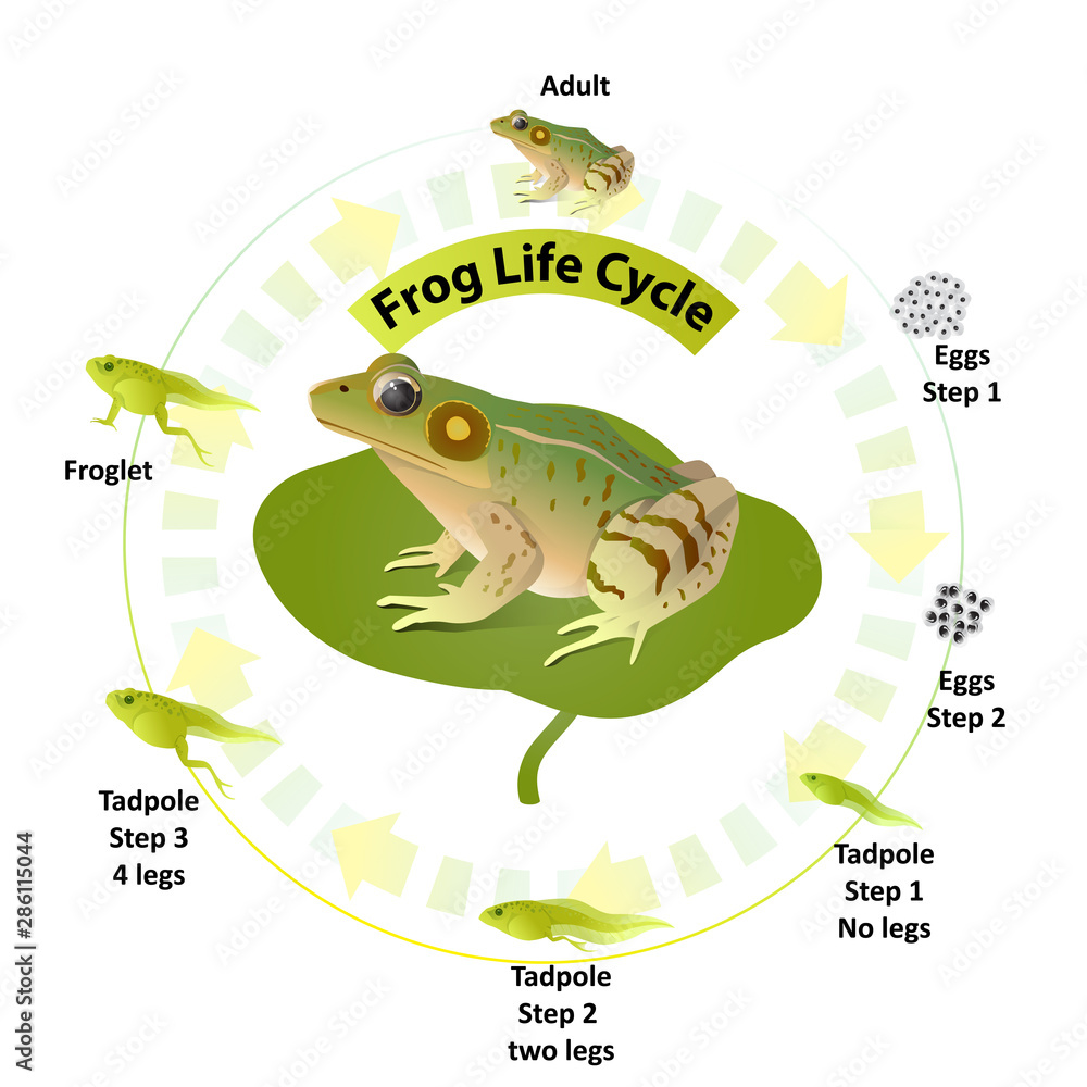 The life cycle of frogs, amphibians,Insects are their food., life ...