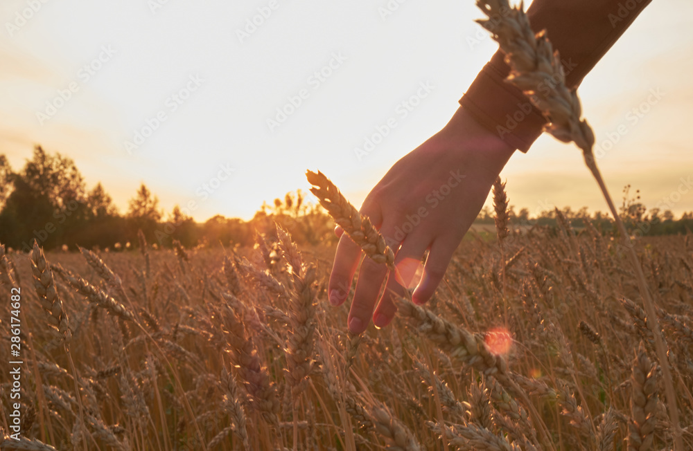 Harvest, wheat, grain, farm, agricultural, farm, field, sowing, bread ...