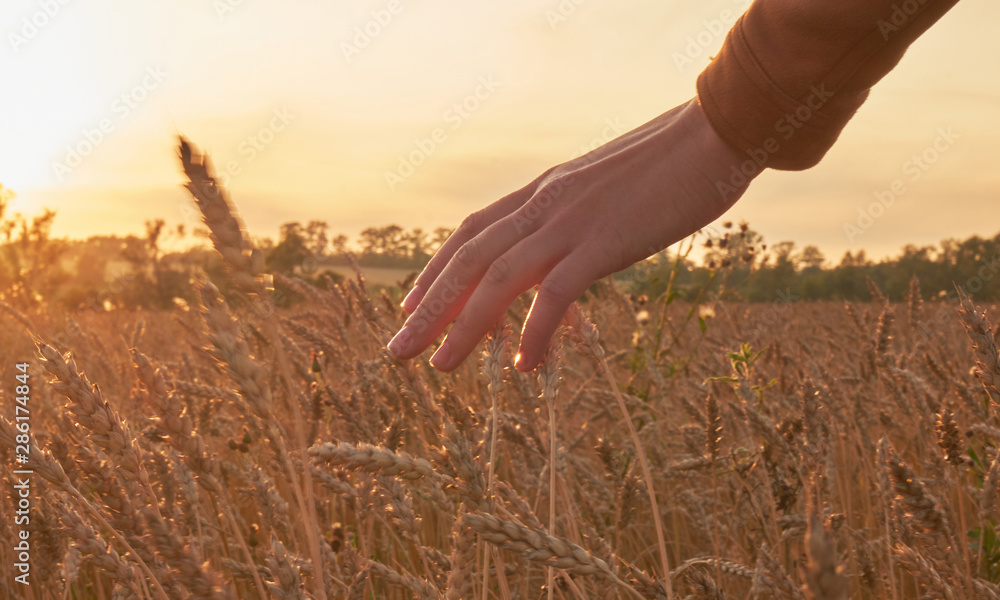 Harvest, wheat, grain, farm, agricultural, farm, field, sowing, bread ...